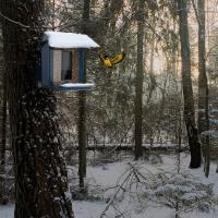 China HD 1080P Bird Feeder With Video Camera Wireless Outdoor 400mAh Solor Panel for sale
