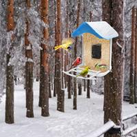 China Solar Smart Bird Feeder Camera Auto Capture Bird Videos & Bird Motion Detection AI Identify Species for sale