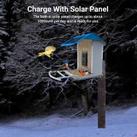China Wildlife Wifi Camera AI Recognize Bird Species Smart Bird Feeder for Outdoor Garden with Solar Panel for sale