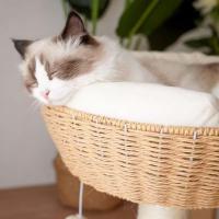 China Modern Eco-Friendly Wooden Cat Climbing Shelf Perch Platform Christmas Halloween Edition Carton Packaging for Indoor/Outdoor Use for sale