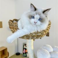 China Natural Water Hyacinth Classic Luxury Eco-Friendly Cat Climbing Frame Woven Bed Sisal Rope Scratching Posts Cat Tree 2-Level for sale