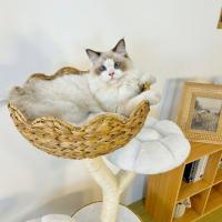 China Hot Sale Modern Classic Luxury Eco-Friendly Flower Cat Tree Interactive Cat Scratch Column Hammock Hand Woven Water Carton for sale