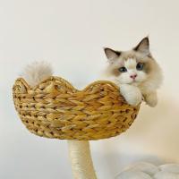 China Hot Sale Modern Classic Luxury Eco-Friendly Flower Cat Tree Interactive Cat Scratch Column Hammock Hand Woven Water Carton for sale