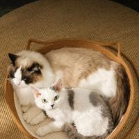 China Handmade All-Season Cat Bed Solid Pattern Rattan Woven Pet Nest Winter Warm Removable Washable Pad Scratch Board Small Animals for sale