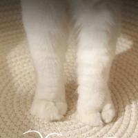 China Handmade All-Season Cat Bed Solid Pattern Rattan Woven Pet Nest Winter Warm Removable Washable Pad Scratch Board Small Animals for sale