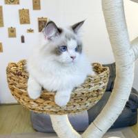 China Factory Wholesale Luxury Large Classic Cat Tree Tower Modern Floral Cat Condo Climbing Scratching House Customizable Carton for sale