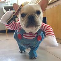 China Funny Cute Halloween Striped Polyester Dog Coat for Small/Medium Dogs & Cats-Party Dressing Machine Washable Cosplay for sale