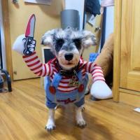 China Funny Cute Halloween Striped Polyester Dog Coat for Small/Medium Dogs & Cats-Party Dressing Machine Washable Cosplay for sale