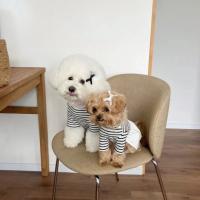 China Fashionable Cute Anti-Shedding Summer Teddy Puppy Vest for Dogs Polyester Creative Design Maltese Skirt XL Size Pets Supplies for sale
