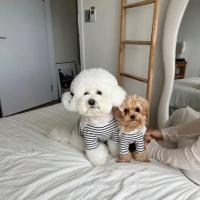 China Fashionable Cute Anti-Shedding Summer Teddy Puppy Vest for Dogs Polyester Creative Design Maltese Skirt XL Size Pets Supplies for sale