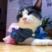 China Denim Sphynx Cat Dog Halloween Christmas Costume Dress Skirt Solid Pattern Comfortable Creative Funny Cute Jean Pet Clothing All for sale