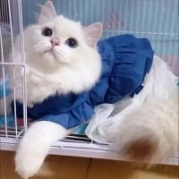 China Denim Sphynx Cat Dog Halloween Christmas Costume Dress Skirt Solid Pattern Comfortable Creative Funny Cute Jean Pet Clothing All for sale