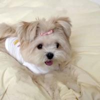 China Cute Halloween Christmas Puppy Dog Clothes Bear Vest Bow T-Shirt Polyester Summer Thin Two-Legged Teddy Cartoon Animal Pattern for sale