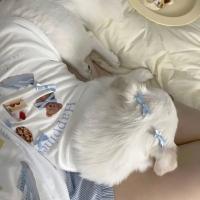 China Cute Casual Christmas Puppy Dog Vest Bow Polyester All Seasons Thin Two-Legged Teddy Cartoon Animal Pattern T-Shirt for sale