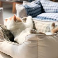 China Wholesale Four Seasons Luxury Modern Style Eco-Friendly Cotton Linen Waterproof Comfortable Collapsible Travel Dog and Cat Beds for sale