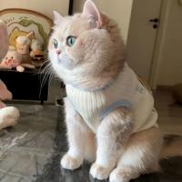 China Cute Creative Polyester Pet Vest for Medium Dogs Summer Cooling Clothing D Ring Breathable Spring Dog Clothes Animal Halloween for sale