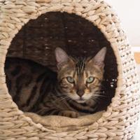 China Modern Luxury Classic Eco-friendly Wooden Sisal Cat Tree with Scratch Post Climbing Frame Toy House Tower Nest Christmas Carton for sale