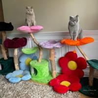 China Luxury Modern Solid Wood Cute Cat Condo Scratching Tree Floral Design Eco-Friendly Customizable Indoor Use Carton Packaging LXD for sale