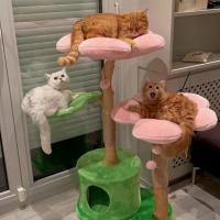 China Luxury Modern Solid Wood Cute Cat Condo Scratching Tree Floral Design Eco-Friendly Customizable Indoor Use Carton Packaging LXD for sale