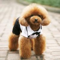 China Dog & Cat Tuxedo Costume Suit for Wedding Birthday Halloween Parties-Polyester Formal Shirt & Bow Tie Small to Medium Sizes for sale
