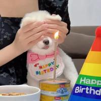 China 1set Cute Puppy Kitten Halloween Birthday Dog Cat Hats Scarves Creative Comfortable Machine Washable Polyester Material All Pet for sale