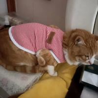 China Comfortable Creative Halloween Pet Vest for Cats and Dogs Sleeveless Solid Pattern for sale