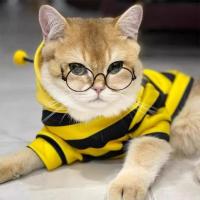 China Wholesale Polyester Halloween Cute Animal Print Dog Cat Hoodies for Pets-Spring Autumn Season for sale