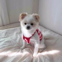China Love Dog Breathable Summer Anti-Shedding Pet Vest Sleeveless Pullover for Small Medium Bichon Striped Birthdays Christmases for sale