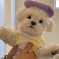 China Cool Summer Thin Cats Pullover T-Shirt Anti-Shedding Animal Print Cartoon Design XS Size for Bichon Frise Maltese Birthdays for sale