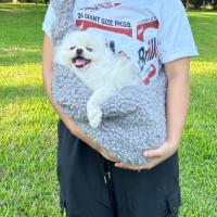 China Pet Carrier Bag Cats Dogs Outdoor Travel Breathable Portable Faux Fur Shoulder Bag for sale