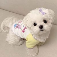 China Cool Polyester Pullover for Cats XXL Anti-Shedding Summer T-Shirt with Bichon Frise Maltese Animal Print for Birthdays Christmas for sale