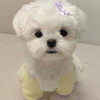 China Cool Polyester Pullover for Cats XXL Anti-Shedding Summer T-Shirt with Bichon Frise Maltese Animal Print for Birthdays Christmas for sale