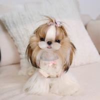 China Small Dog Teddy Clothing XS Spring Floral Tank Top Skirt for Puppy Home Clothing Made Polyester Striped for Christmas Birthdays for sale
