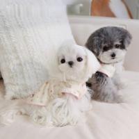 China Small Dog Teddy Clothing XS Spring Floral Tank Top Skirt for Puppy Home Clothing Made Polyester Striped for Christmas Birthdays for sale