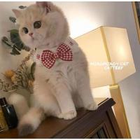 China Adorable Cute Cat Dog Bib Tie for Pets Comfortable Cloth Lace Printed Towels All Seasons Hand Wash for Christmas Halloween for sale