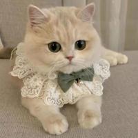 China Adorable Cute Cat Dog Bib Tie for Pets Comfortable Cloth Lace Printed Towels All Seasons Hand Wash for Christmas Halloween for sale