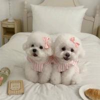 China Female Dog Cat Cute Comfortable Polyester Teddy Princess Dress Casual Striped Summer Skirt Halloween Animal for sale