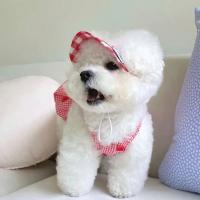 China Pretty Cute Princess Puppy Blue Striped Polyester Comfortable Creative Teddy Suspender Lightweight All Seasons Breathable Dress for sale