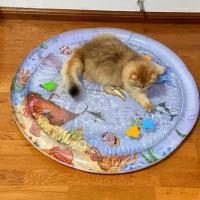 China Summer Cooling Pet Water Bed Cushion Ice Pad Dog Sleeping Round Mat Puppy Dogs Cats Living Room Waterproof High Quality for sale