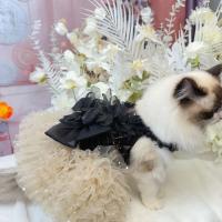 China Chic Cute Solid Black Roseflower Puppy Dog Clothing Sequin Lace Sling Princess Dress Halloween Fitting Small Medium 100% Cotton for sale