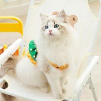 China Spring/Summer Cat Cute Sling Pineapple Style Swimwear Sling Dog Swimming Bikini Pet Dog Clothes Dog Clothes Designer for sale