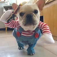 China Funny Halloween Dog Coat for Small Medium Dogs Cats Pets-Party-Dressed Bulldog French Bulldog Chihuahua Cosplay Costumes for sale