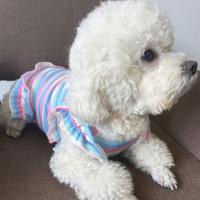 China Rainbow Flower Small Dog Dress Cute Cat Clothes Summer Cooling Dog Clothes for Small Dog Vest Spring Soft Cat Dress Pet Clothes for sale