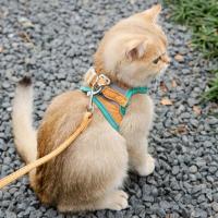 China Escape Proof Comfortable Breathable Halloween Dog Harness Vest Leash Set Small Dog Pet Walking Tools Cloth Accessories Chihuahua for sale