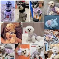 China New Summer Soft Polyester Pet Dog Sweatshirt Small Puppy Stripes Halloween Dog Vest Cat Coat Accessory for sale