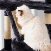 China Luxury Indoor Cat Tree with Multi-Level Wood Tower 2 Widened Plush Perches & Halloween Cat Condo Scratching Board Modern Style for sale