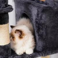 China Luxury Indoor Cat Tree with Multi-Level Wood Tower 2 Widened Plush Perches & Halloween Cat Condo Scratching Board Modern Style for sale