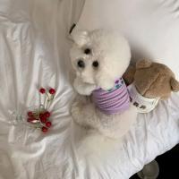 China Cute Purple Tulip Pet Sling Summer Cartoon Dog Clothes Teddy Bear Embroidered Vest Bichon Frise Short XXL Striped Cotton for sale