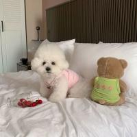 China Cute Purple Tulip Pet Sling Summer Cartoon Dog Clothes Teddy Bear Embroidered Vest Bichon Frise Short XXL Striped Cotton for sale