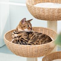 China AssemblyrequiredYes Cat Climbing Tree Made of Wood Offering Sturdy Climbing Surfaces and Relaxing Spots for Cats Indoors for sale